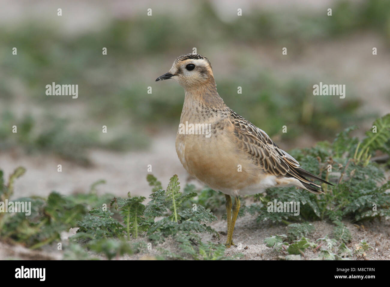 Eurasian Dotterel; Morinelplevier Stock Photo - Alamy