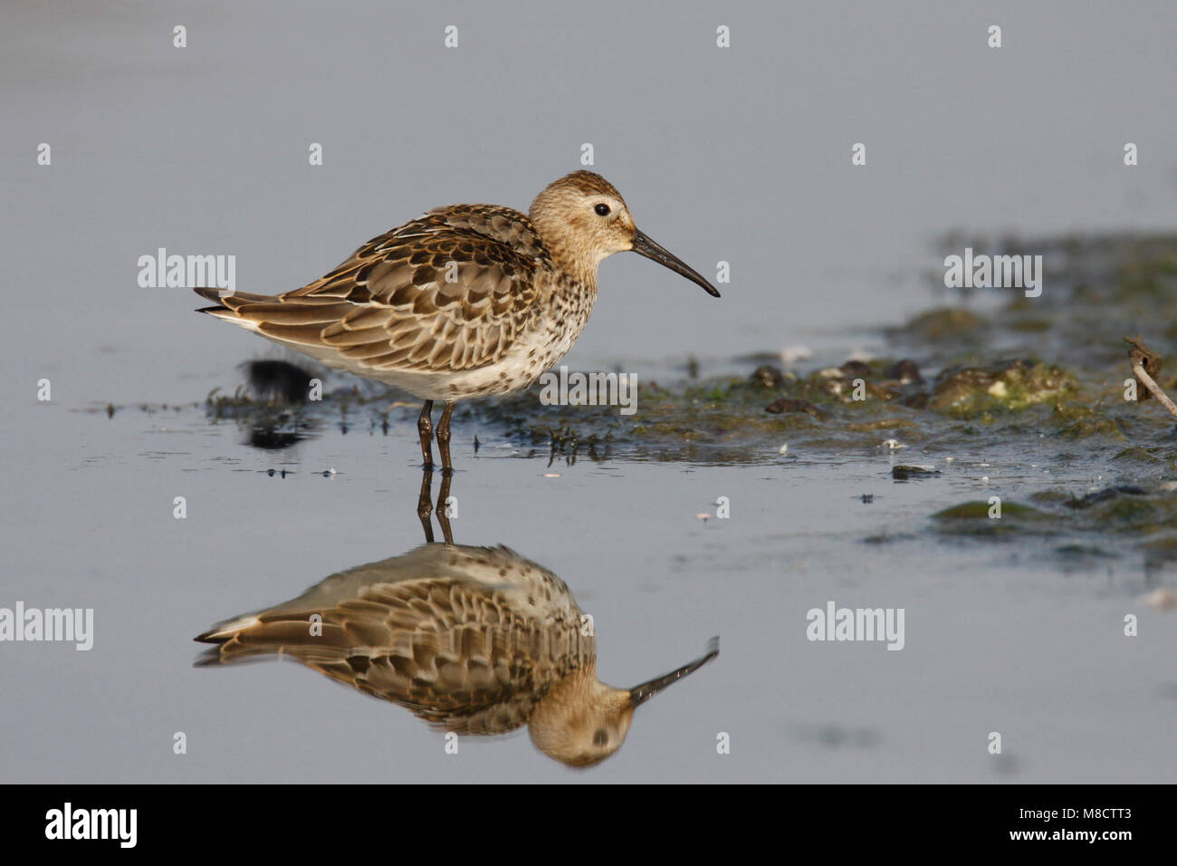 Perched bird in water hi-res stock photography and images - Alamy