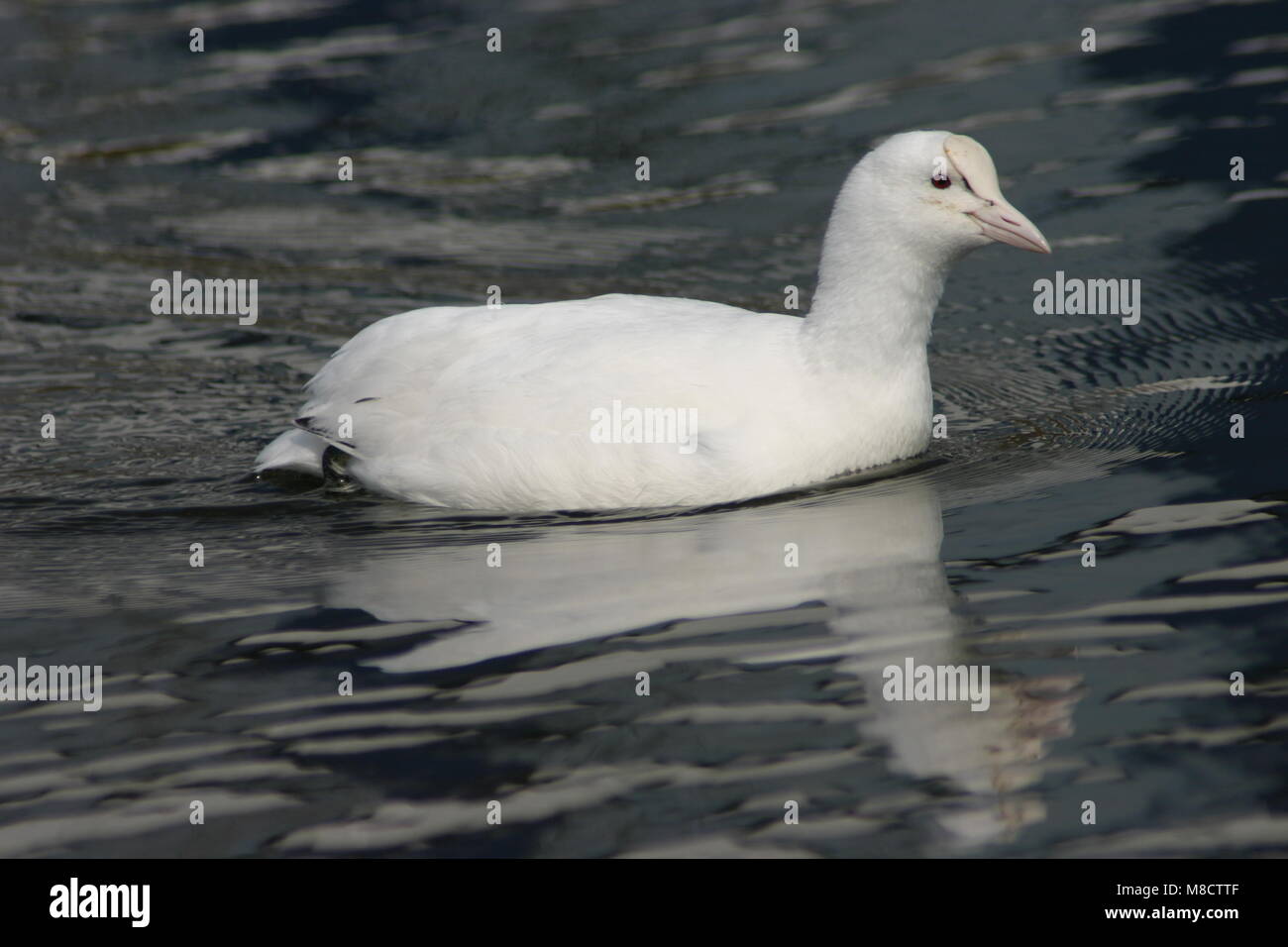 Albino Common Coot swimming, Albino Meerkoet zwemmend Stock Photo - Alamy