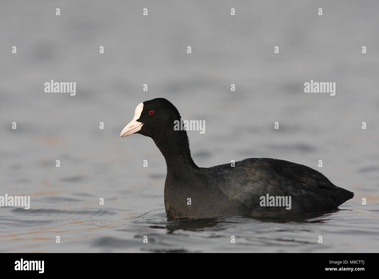 Meerkoet in water; Eurasian Coot in water Stock Photo - Alamy