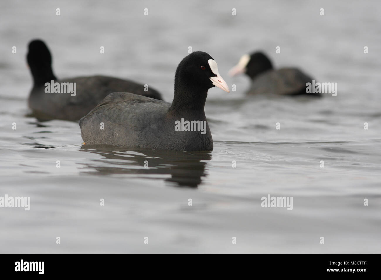 Meerkoet in water; Eurasian Coot in water Stock Photo - Alamy