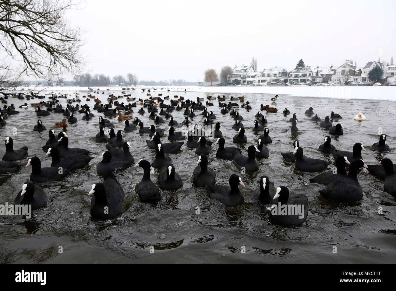 Meerkoeten in een wak, Eurasian Coots in a hole in ice Stock Photo - Alamy