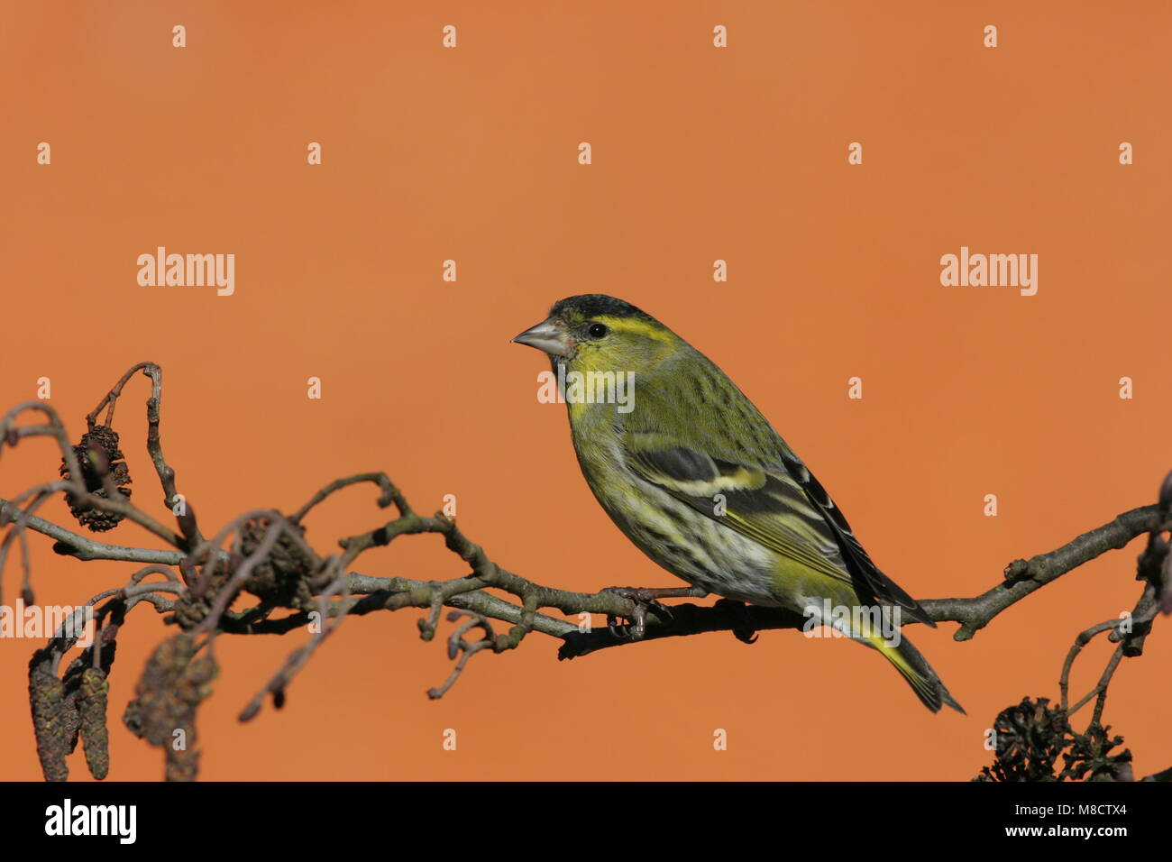 Sijsje hi-res stock photography and images - Alamy