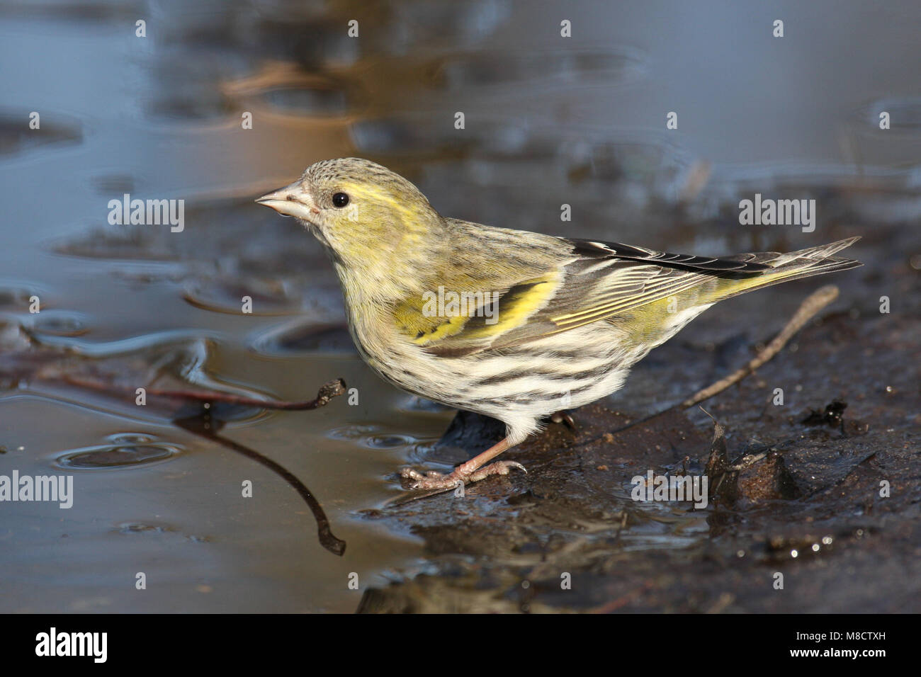 Sijs bij een drinkplaats; Eurasian Siskin at drinking place Stock Photo ...