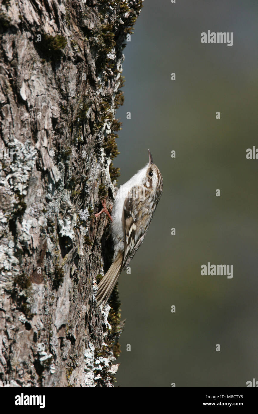 Boomkruiper tegen boomstam Short-toed Treeceeper Against tree Stock ...