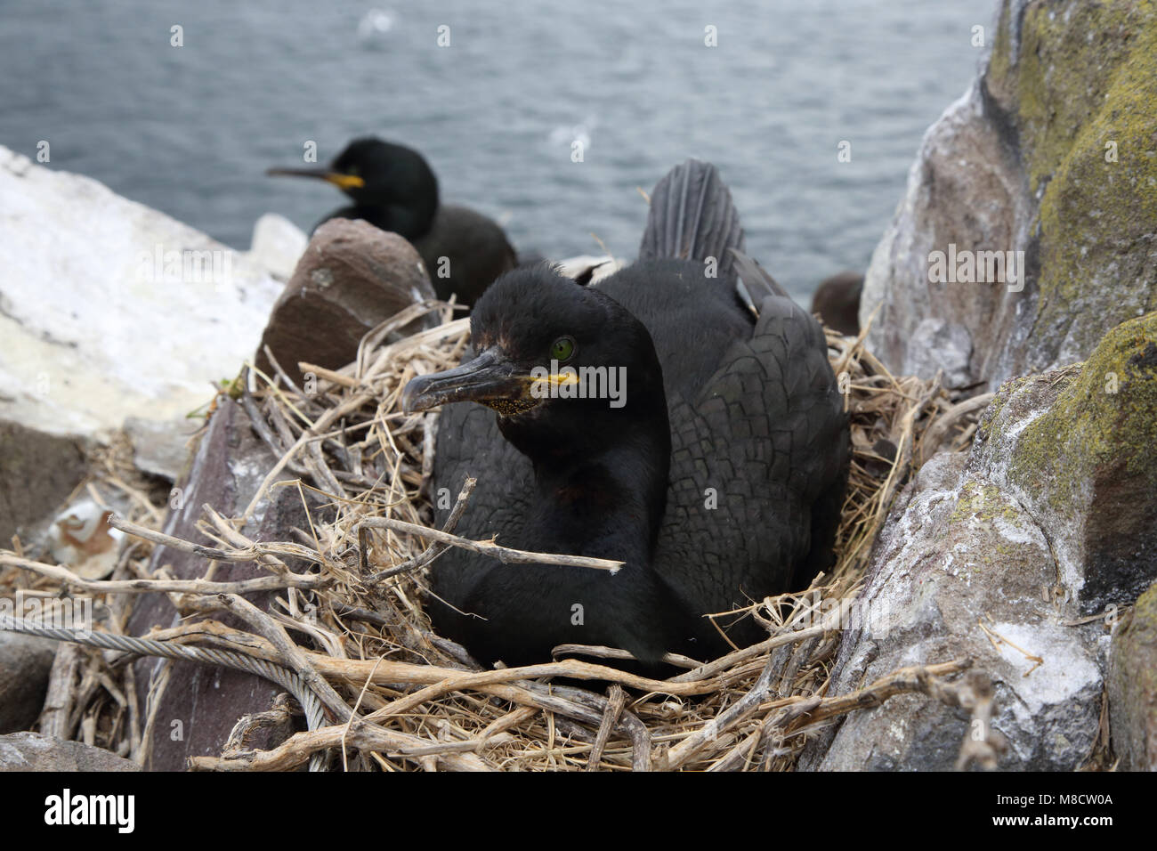 Kuifaalscholver op nest, European Shag on nest Stock Photo - Alamy