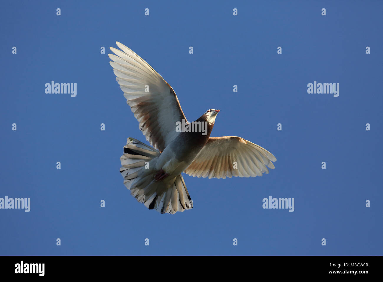 Stadsduif in vlucht, Feral Pigeon in flight Stock Photo - Alamy
