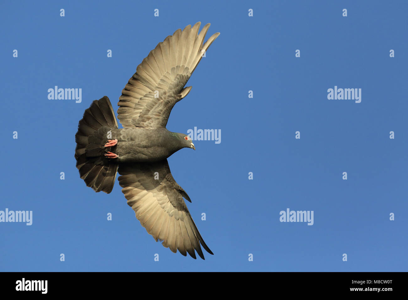 Stadsduif in vlucht, Feral Pigeon in flight Stock Photo - Alamy