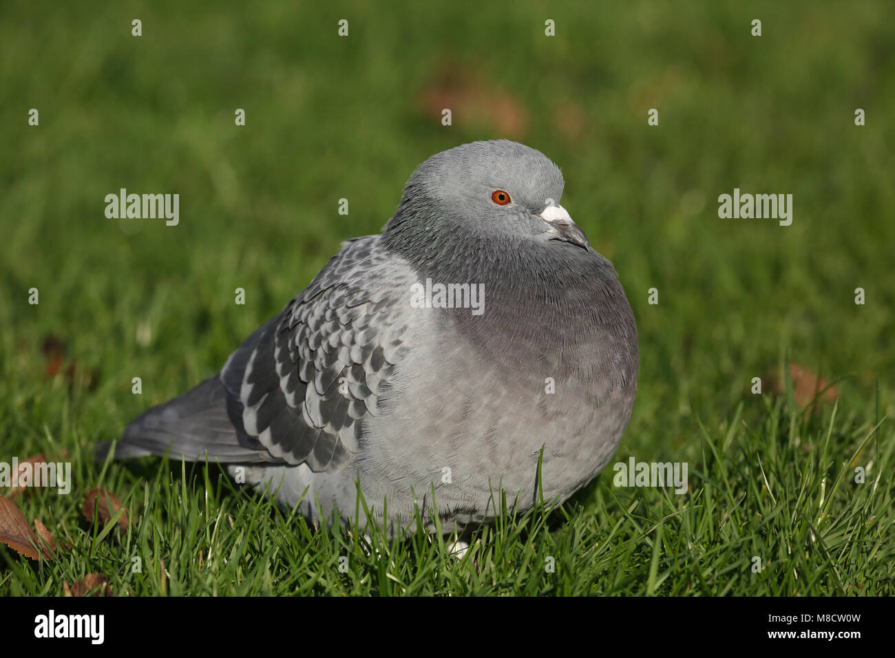 Feral pigeon hi-res stock photography and images - Alamy