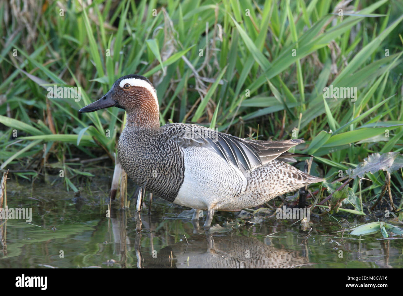 Zomertaling hi-res stock photography and images - Alamy