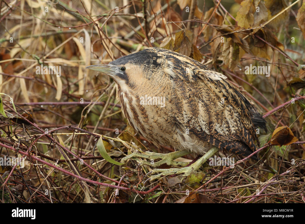 Roerdomp hi-res stock photography and images - Alamy