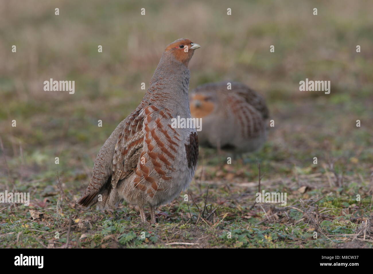 Grey Partridge pair; Patrijs paar Stock Photo - Alamy