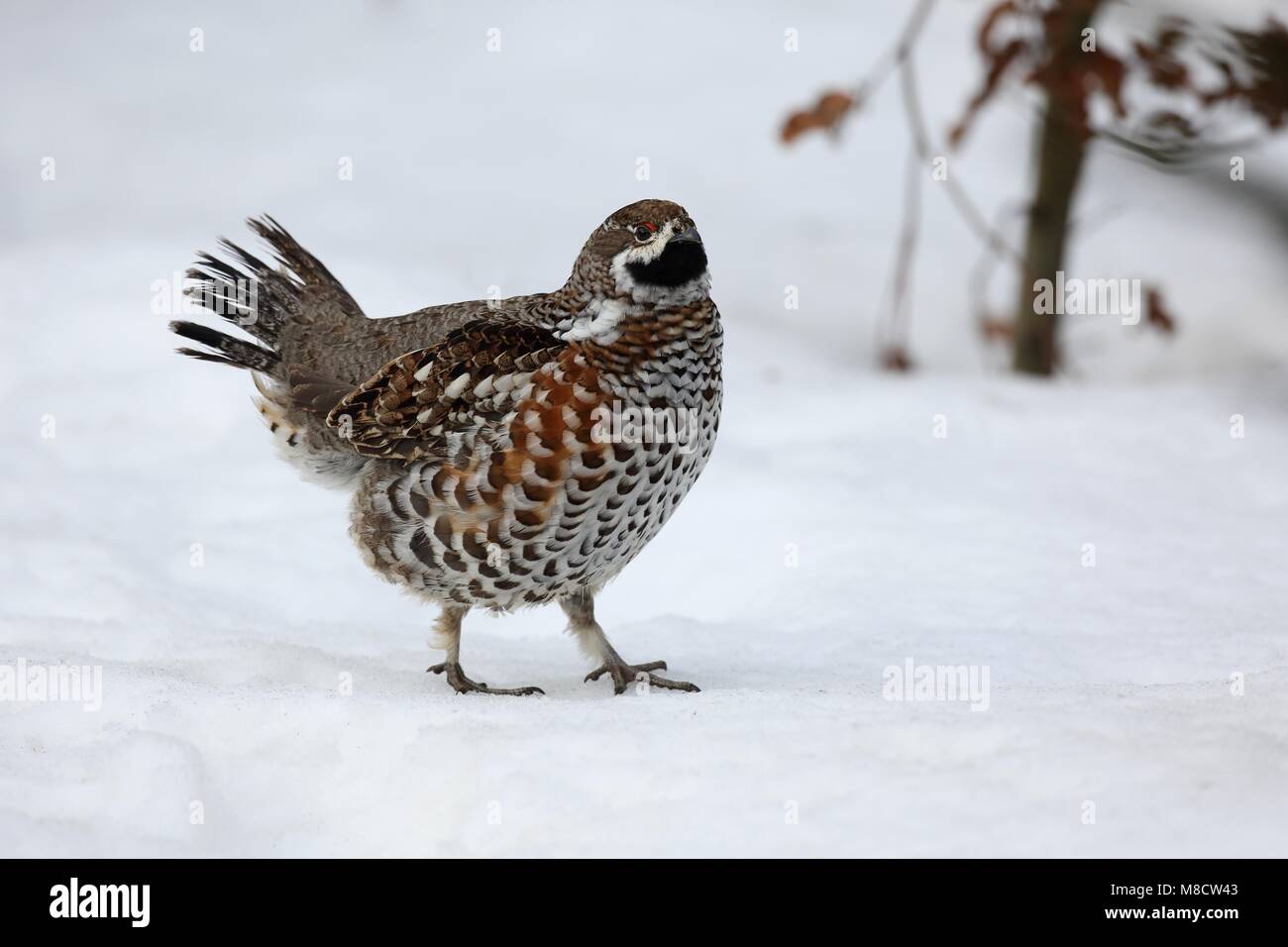 Ruigpoothoen hi-res stock photography and images - Alamy