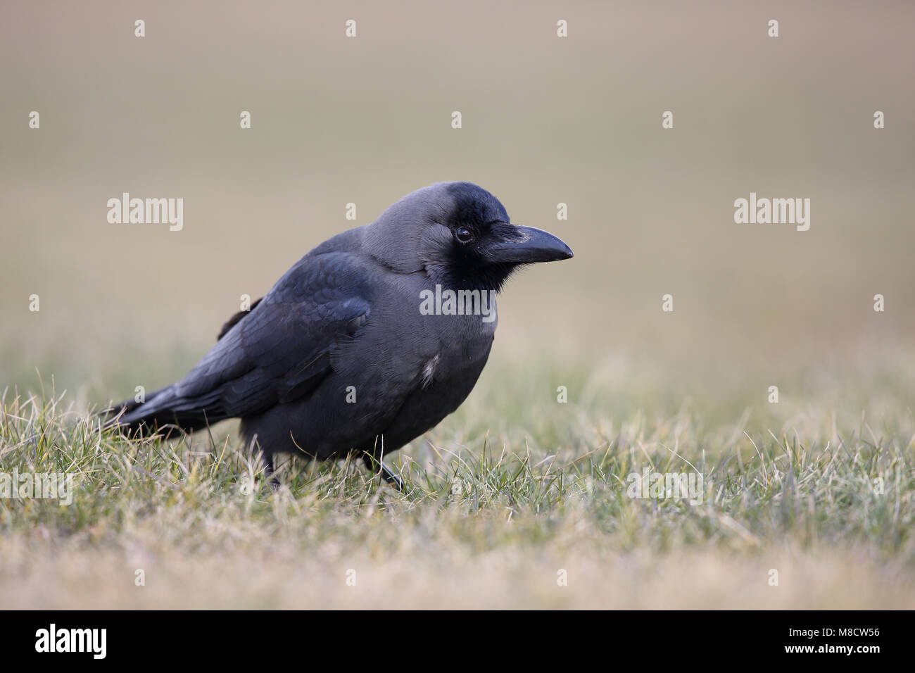 House crow corvus splendens hi-res stock photography and images - Alamy