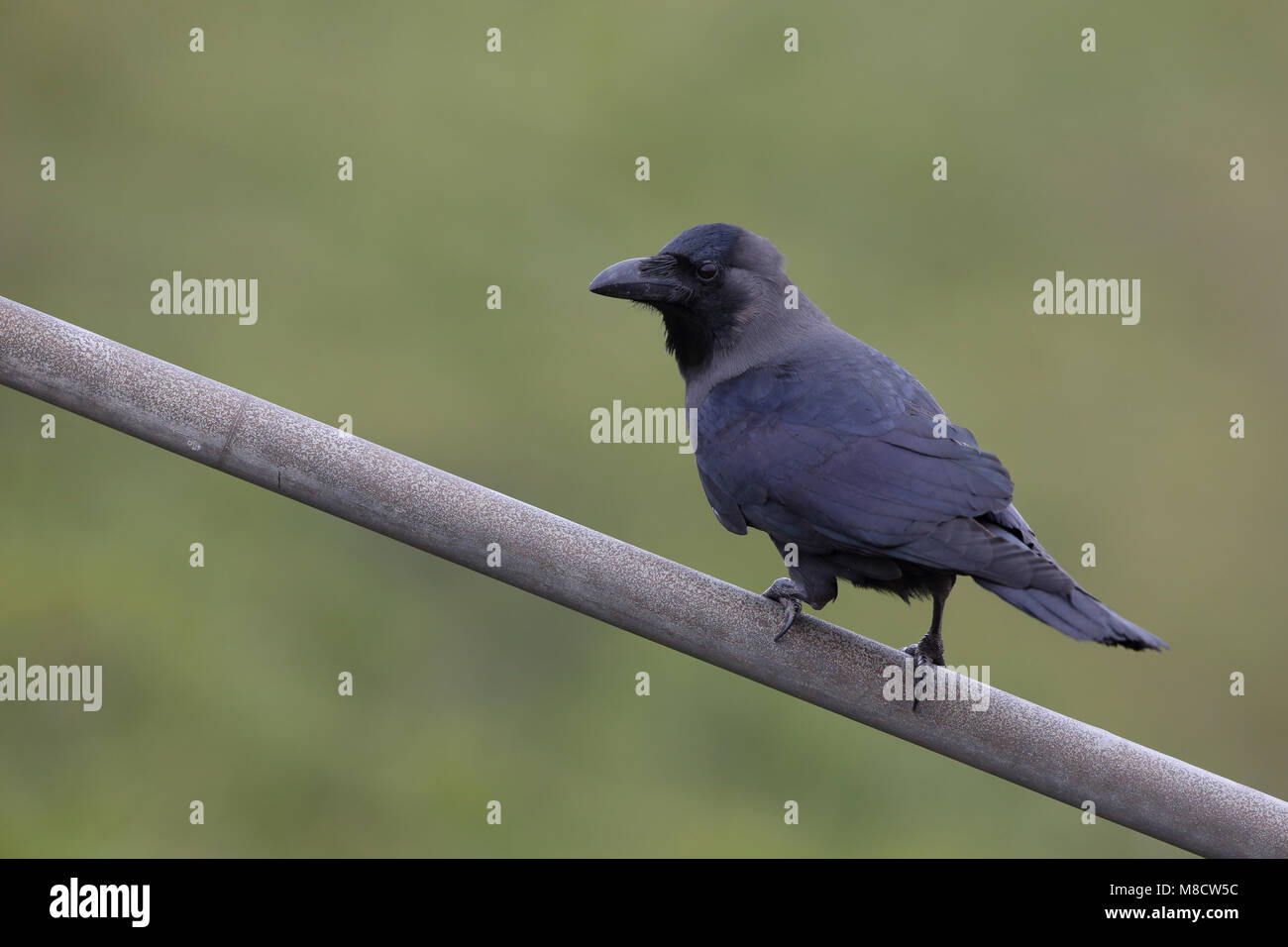 House crow corvus splendens hi-res stock photography and images - Alamy