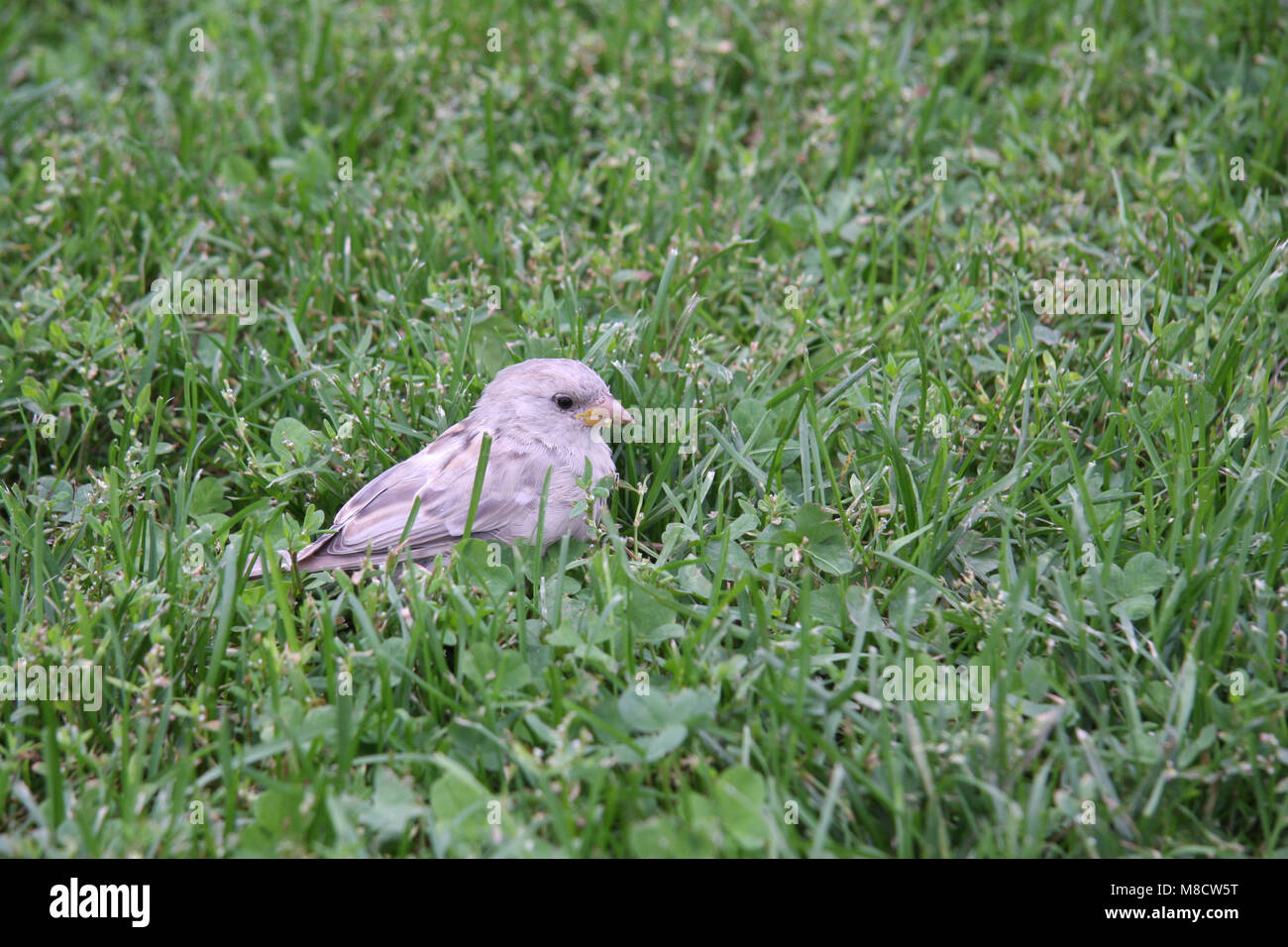 Huismus albino in gras; House Sparrow albino in gras Stock Photo - Alamy