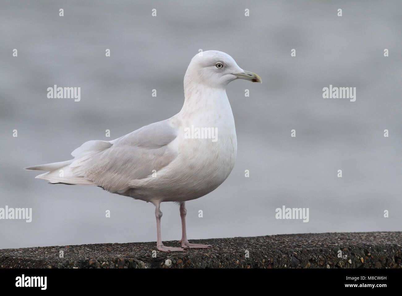Third winter plumage hi-res stock photography and images - Alamy