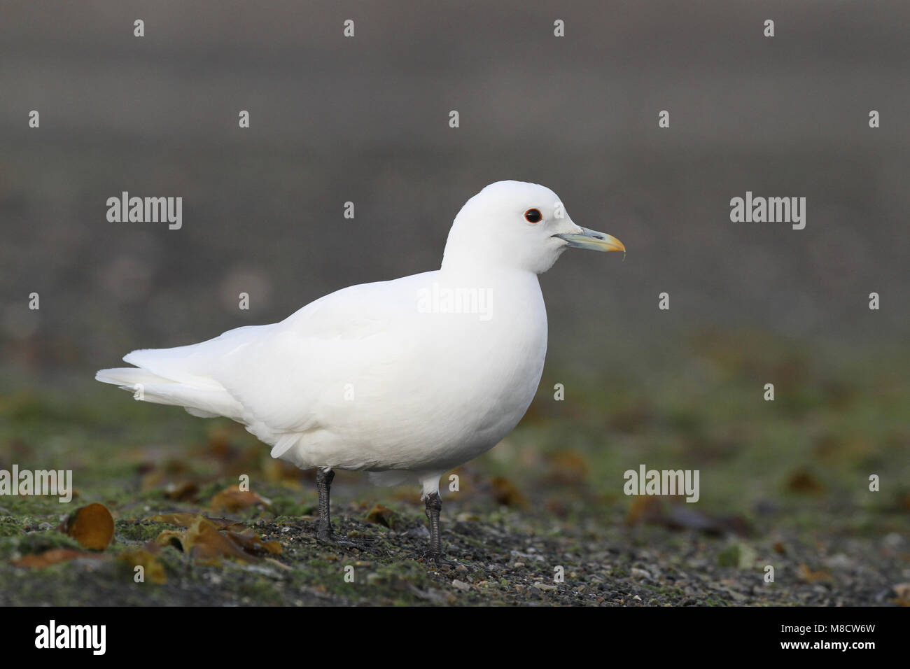 Adult ivory gull hi-res stock photography and images - Alamy