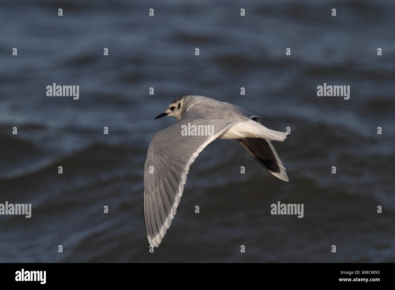 Little gull in flight larus hi-res stock photography and images - Alamy