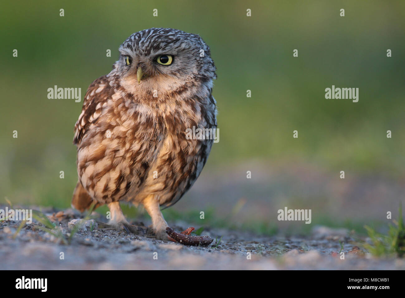 Worm hi-res stock photography and images - Alamy