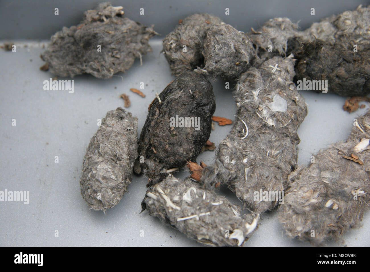 Ransuil braakballen, Long-eared Owl pellets Stock Photo - Alamy
