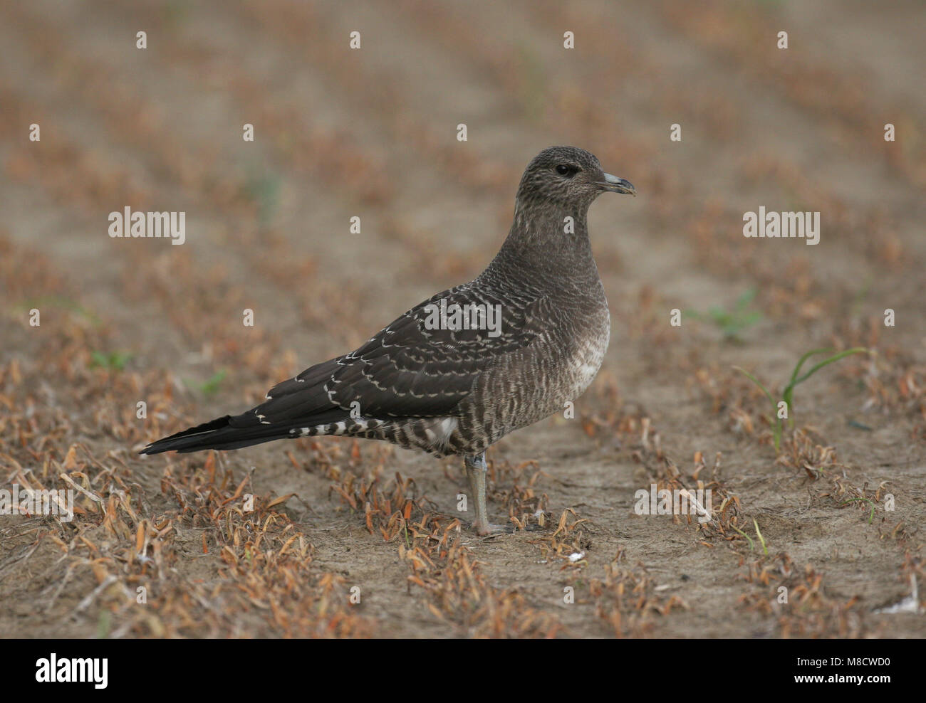 Juveniele Kleinste Jager; Juvenile Long-tailed Jaeger Stock Photo - Alamy