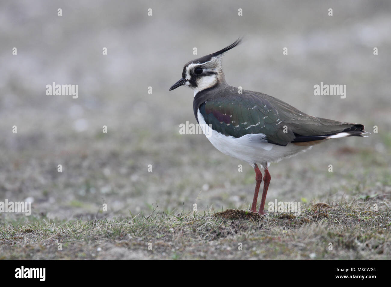 Kievit in een weiland; Northern Lapwing in a field Stock Photo - Alamy