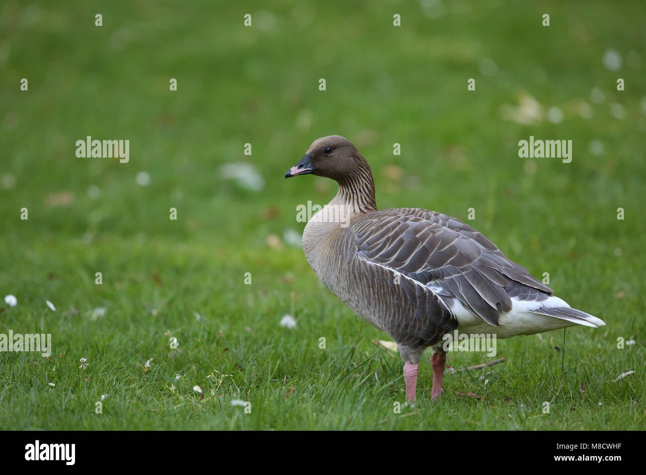 Kleine Rietgans in weiland, Pink-footed Goose in meadow Stock Photo - Alamy