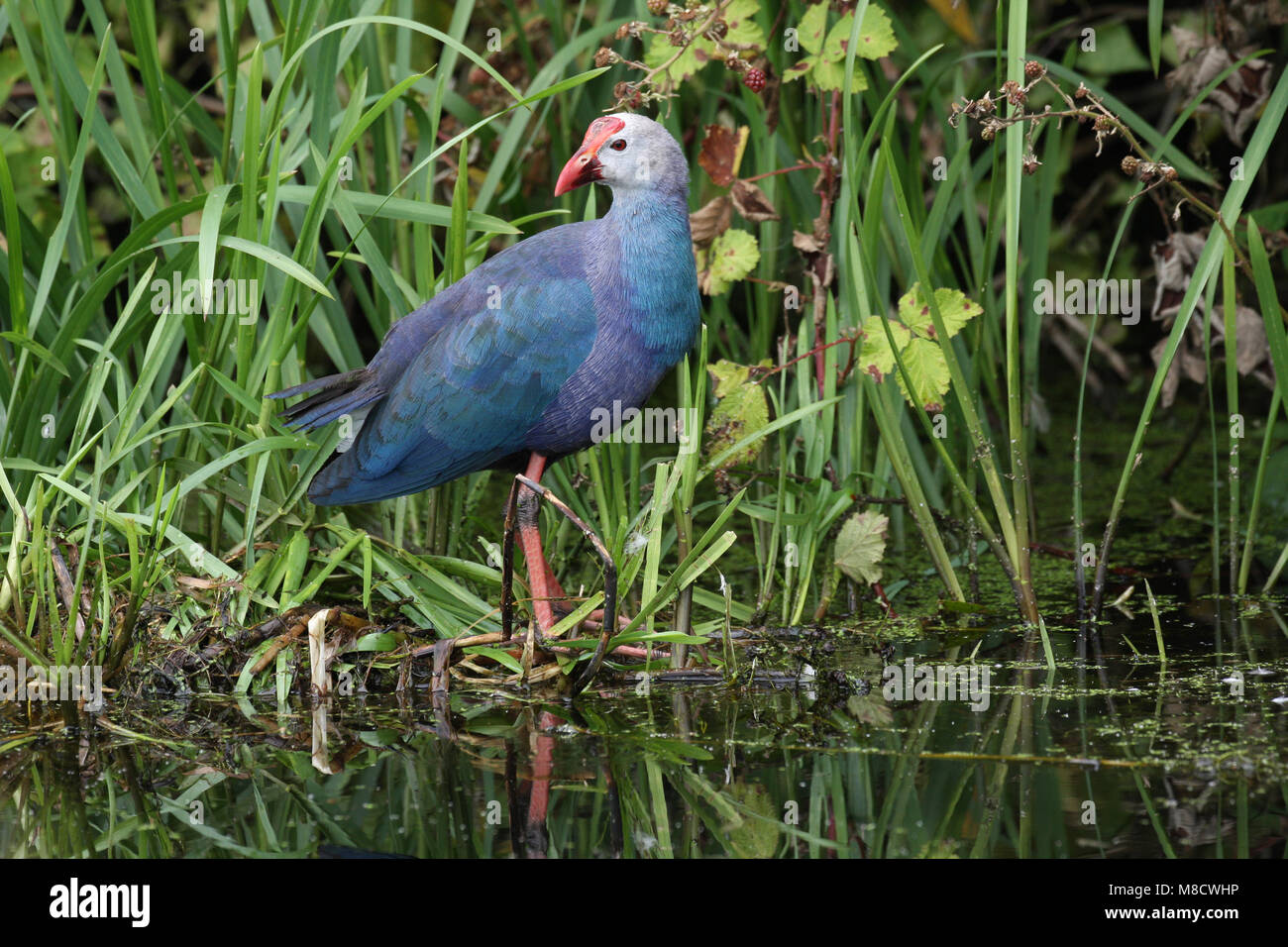 Purple swamphen bird swamp hi-res stock photography and images - Alamy