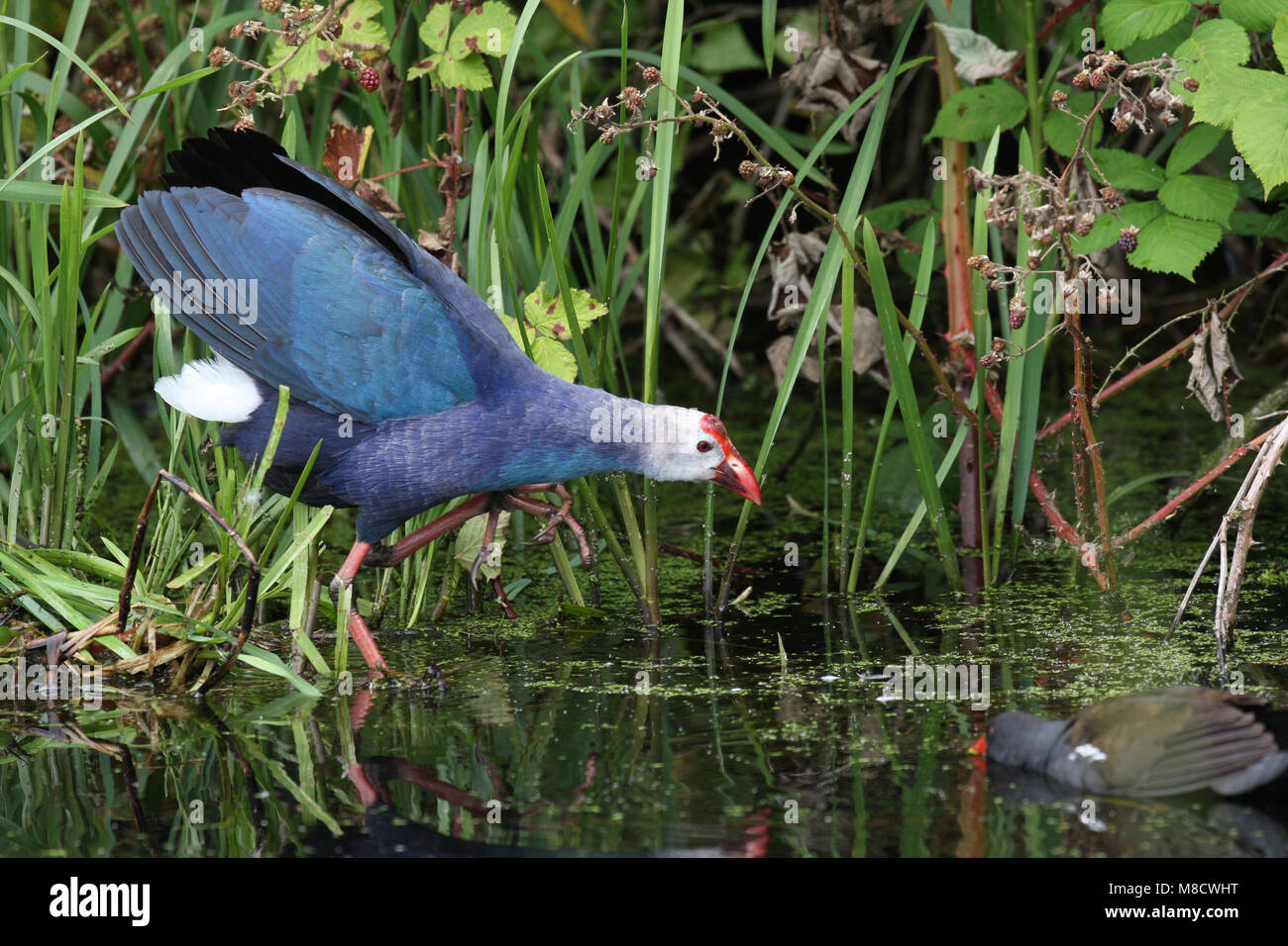 Purple swamphen bird swamp hi-res stock photography and images - Alamy