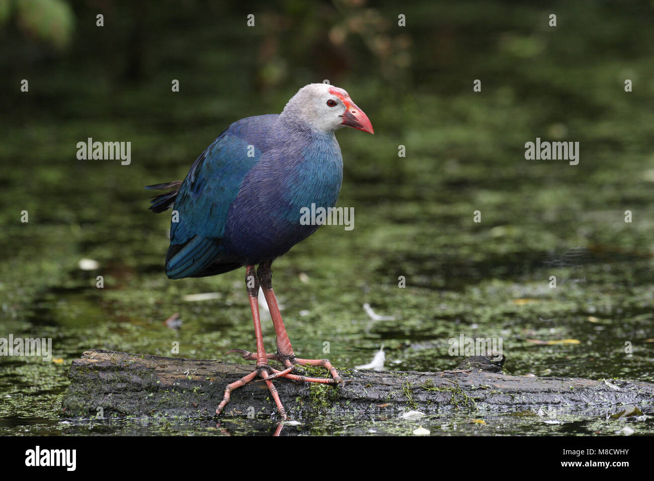 Purple swamphen bird swamp hi-res stock photography and images - Alamy