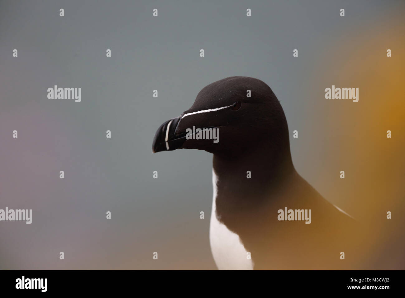 Close up razorbill hi-res stock photography and images - Alamy