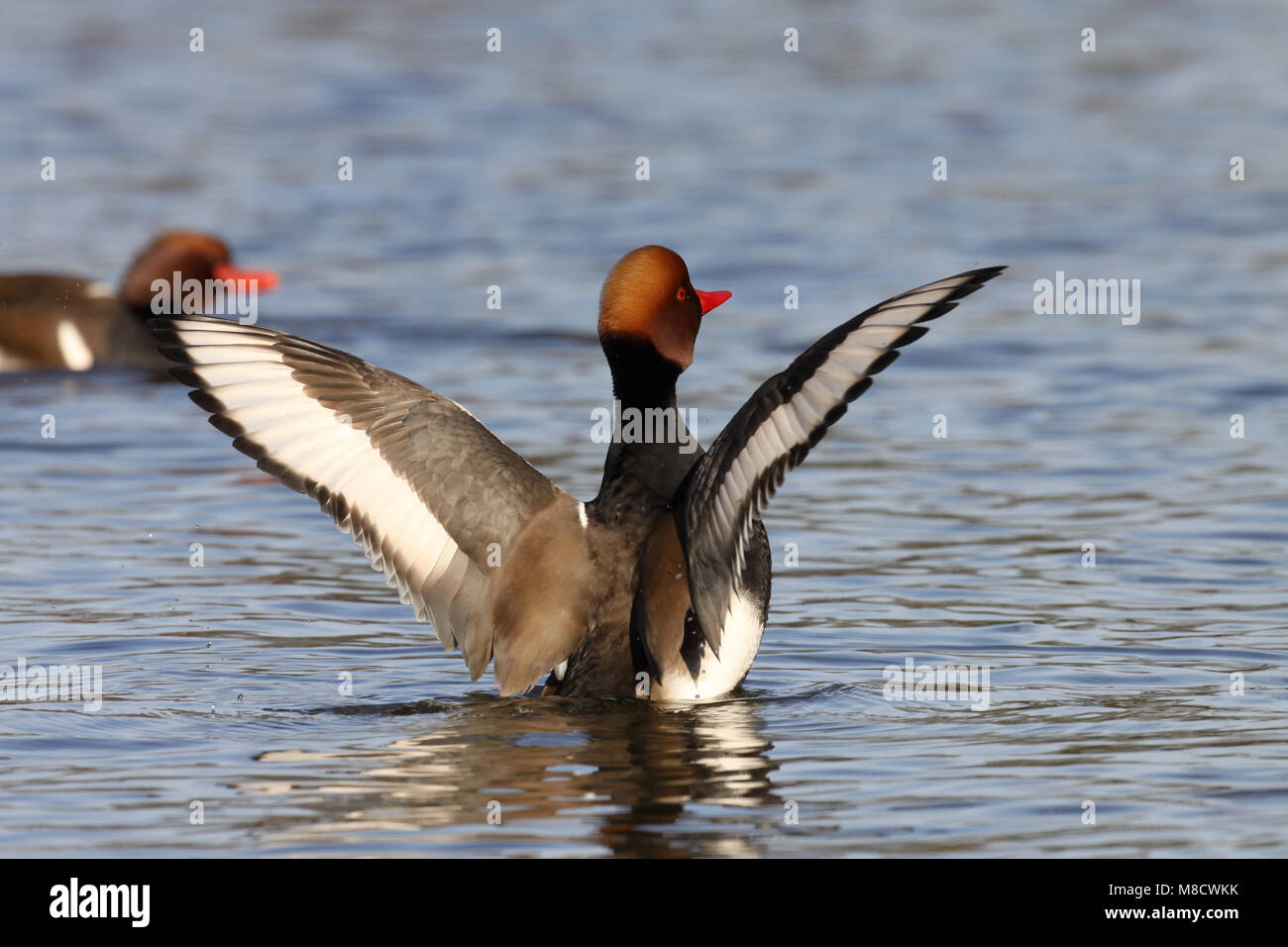 Krooneend mannetje vleugels uitslaand; Red-crested Pochard male ...