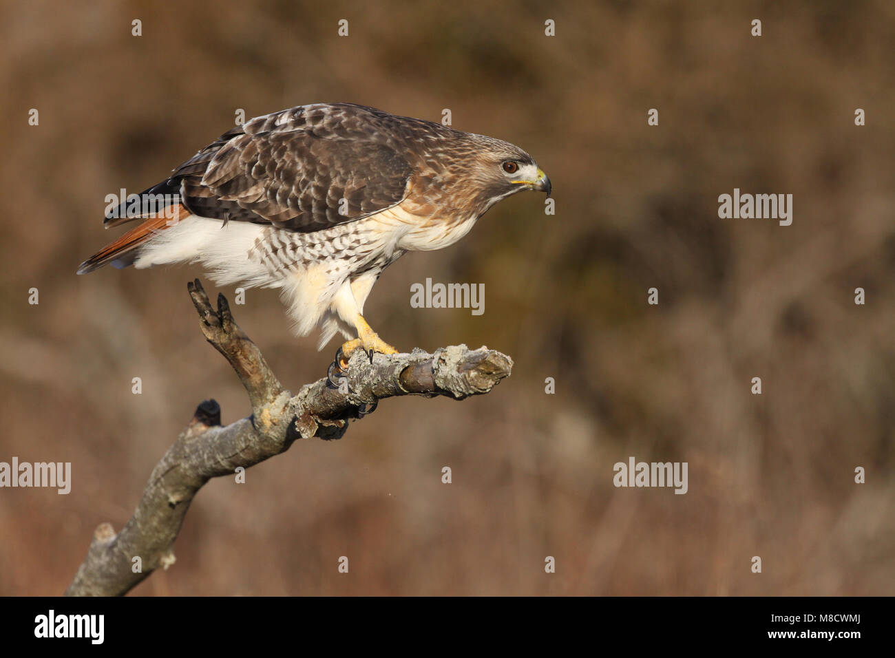 Red tailed hawk perched hi-res stock photography and images - Alamy