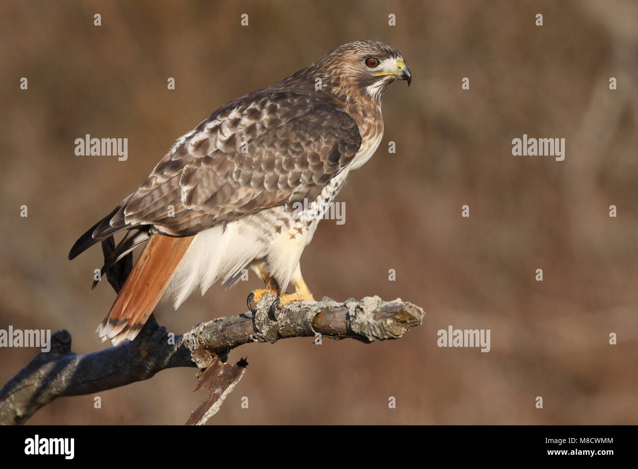 North america hawk hi-res stock photography and images - Alamy