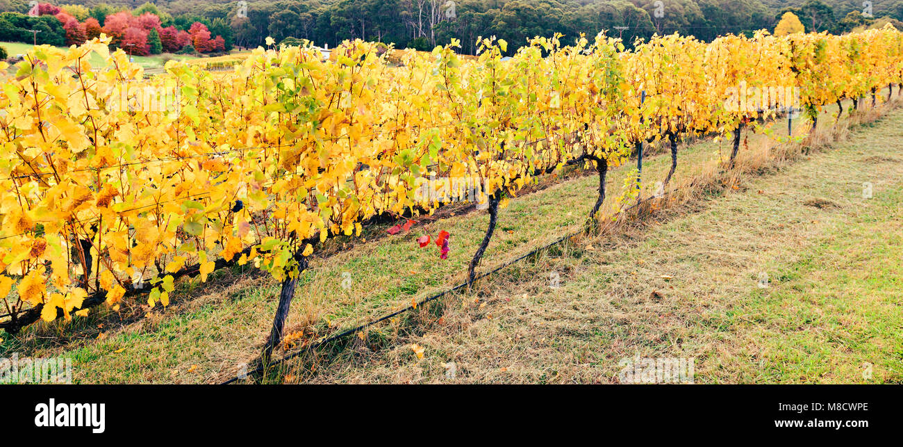 Adelaide hills wine hi-res stock photography and images - Alamy