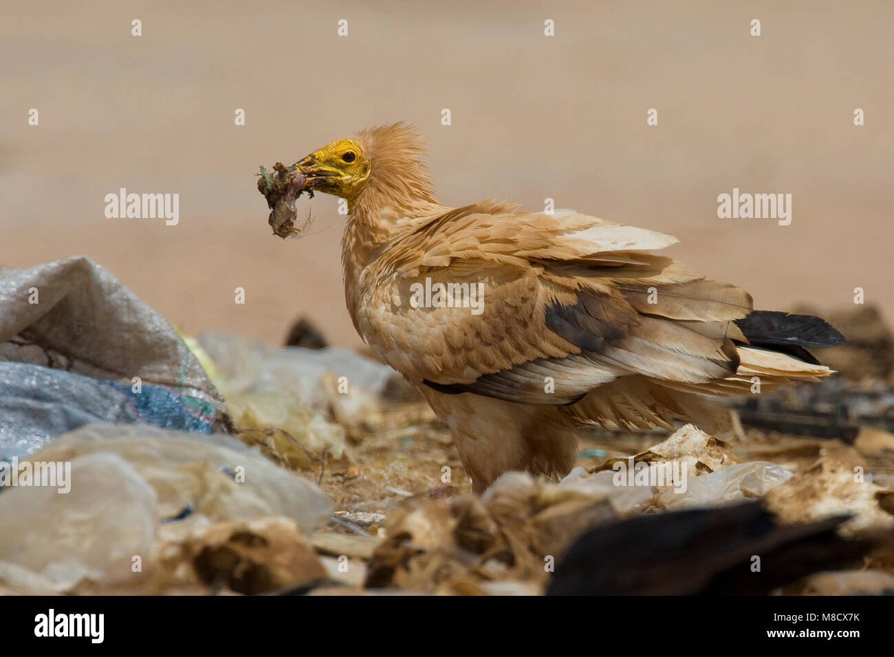 Aasgier hi-res stock photography and images - Alamy