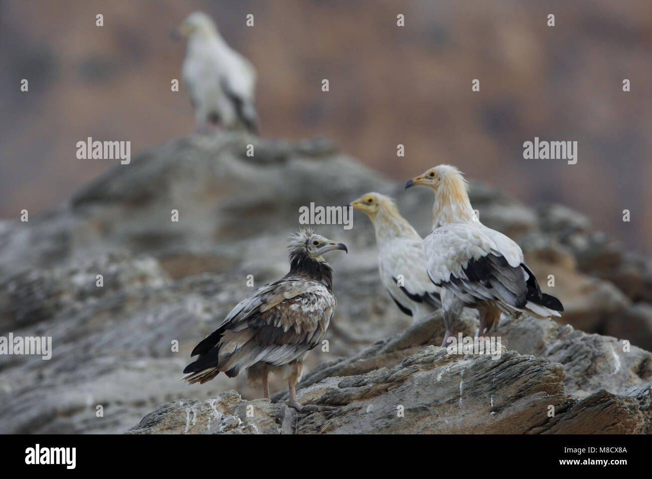 Aasgier hi-res stock photography and images - Alamy