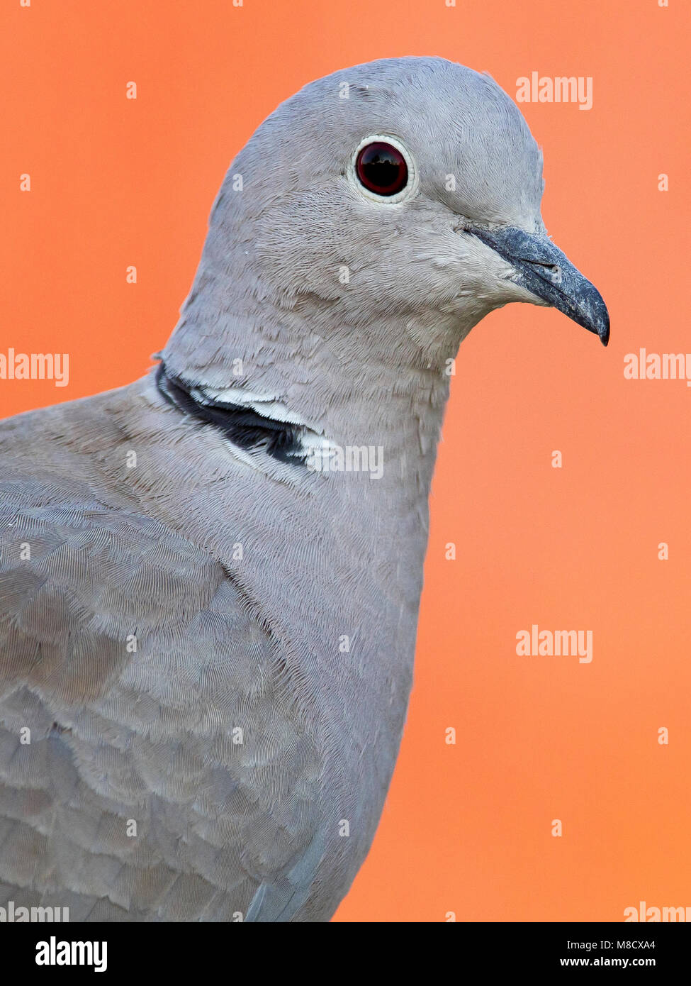 Turkse van hi-res stock photography and images - Alamy
