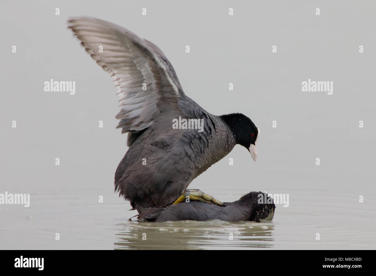 Mating coots hi-res stock photography and images - Alamy
