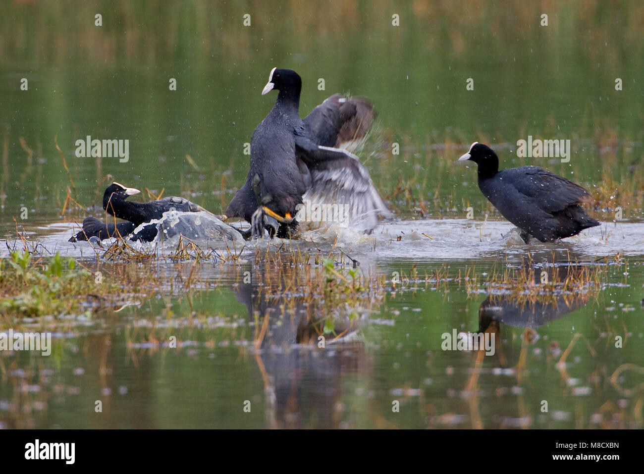 Vechtende Meerkoeten; Fighting Eurasian Coots Stock Photo - Alamy