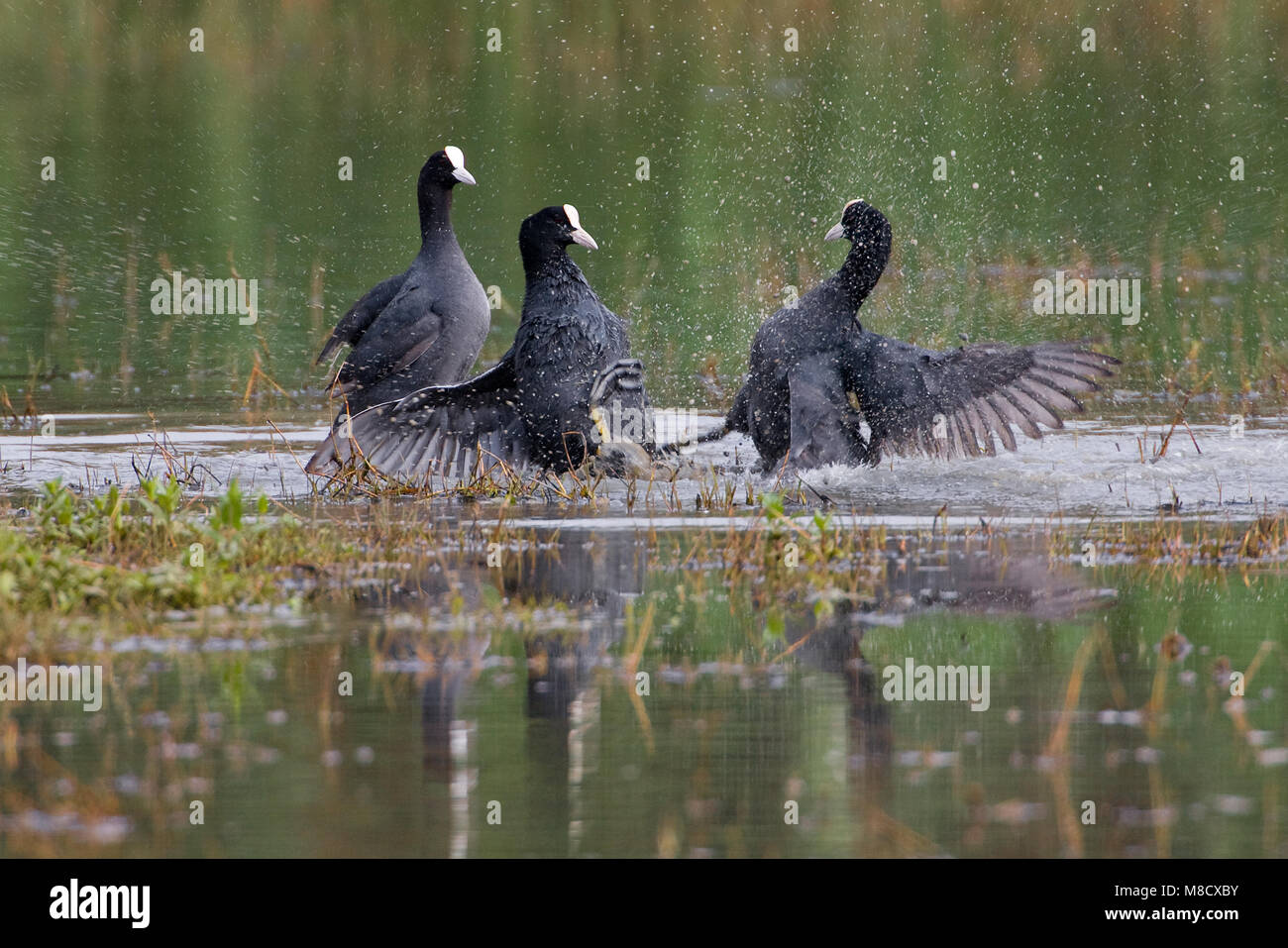 Vechtende Meerkoeten; Fighting Eurasian Coots Stock Photo - Alamy