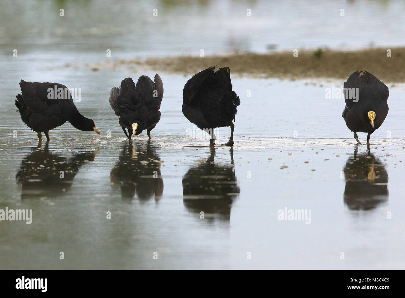 Group of coots hi-res stock photography and images - Alamy