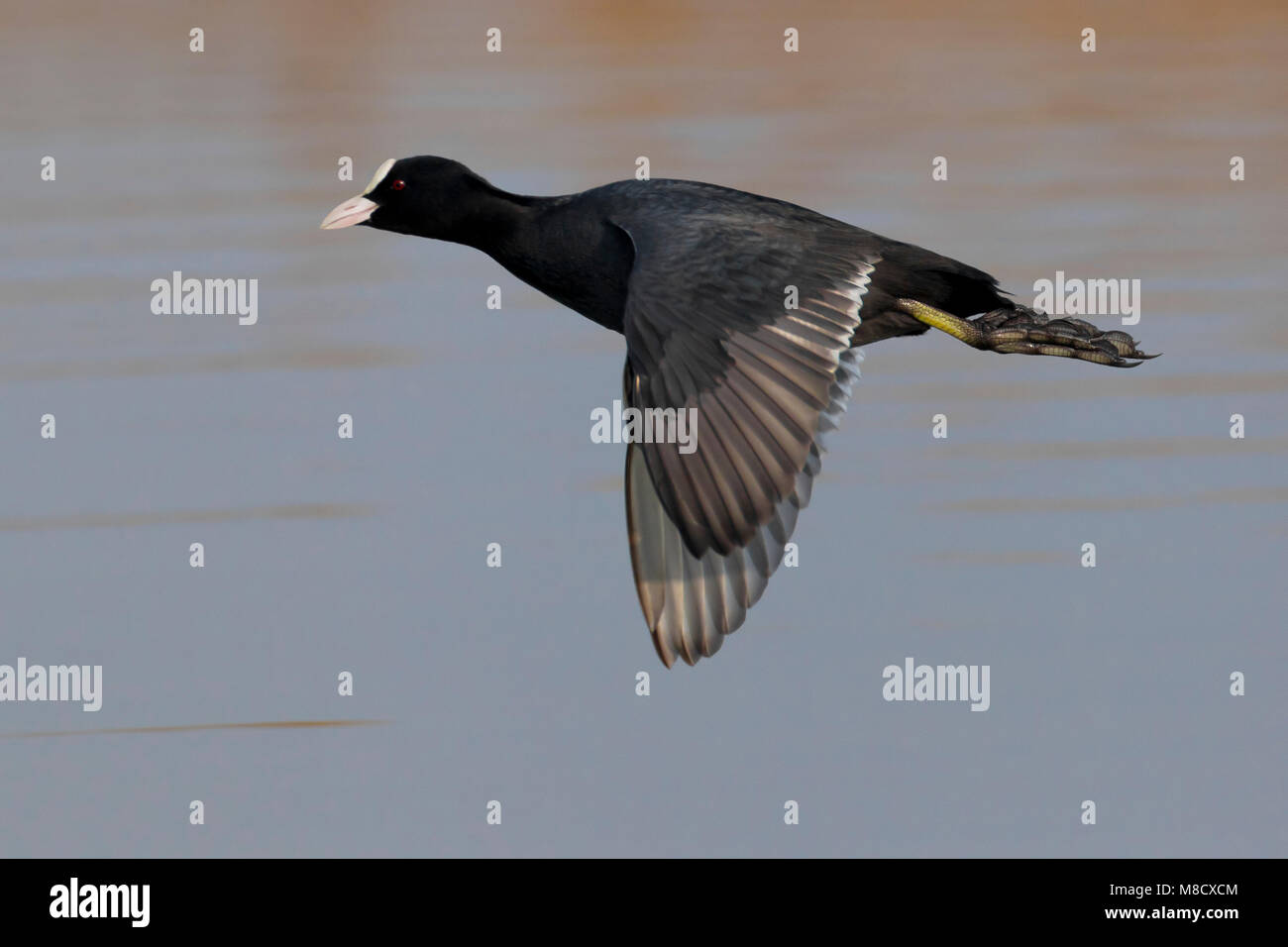 Meerkoet in de vlucht; Eurasian Coot in flight Stock Photo - Alamy