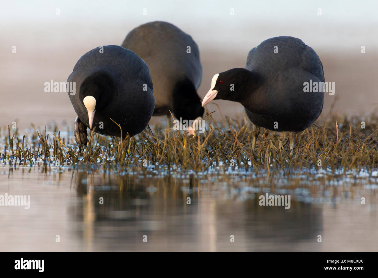 Groep Meerkoeten; Group of Eurasian Coots Stock Photo - Alamy