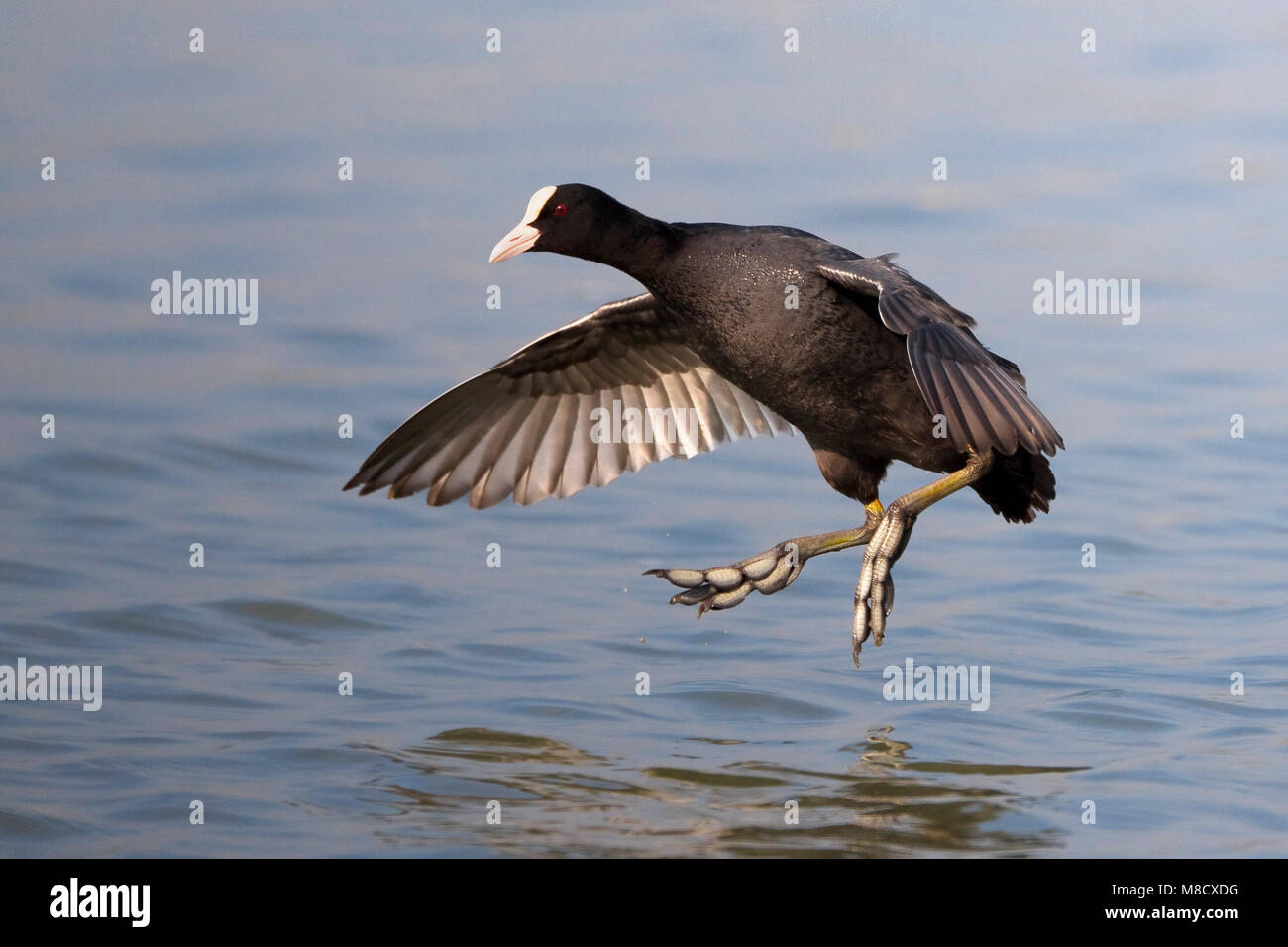 Coot fulica atra in flight hi-res stock photography and images - Alamy