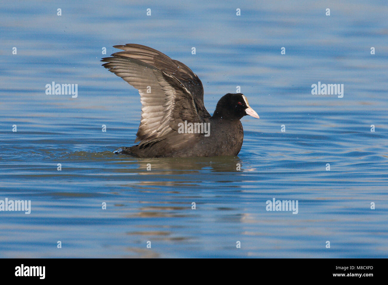 Meerkoet vleugels uit; Eurasian Coot wings spread Stock Photo - Alamy