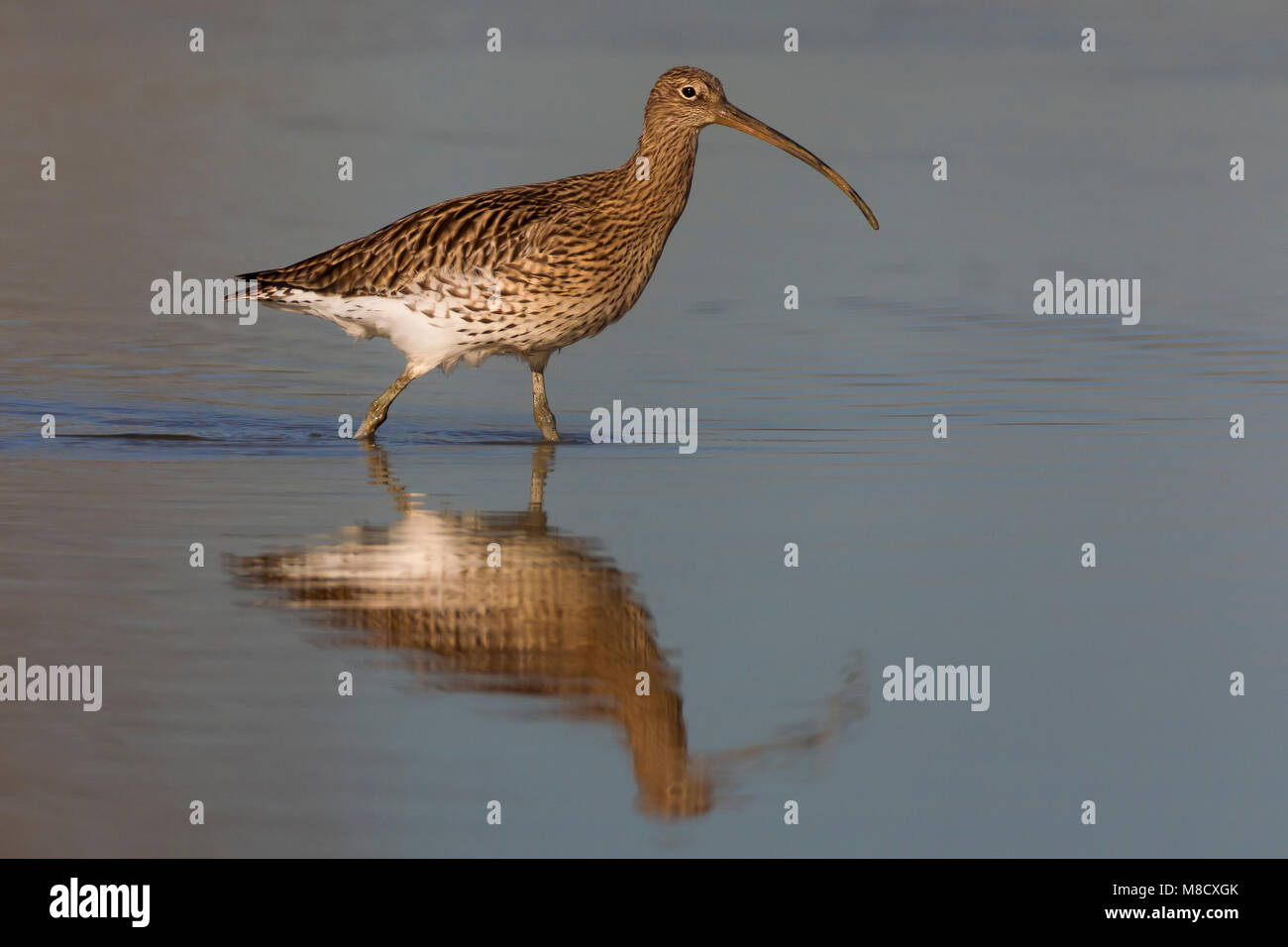 Wulp; Eurasian Curlew Stock Photo - Alamy