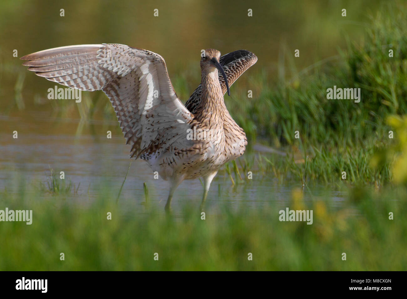 Eurasian curlew wings hi-res stock photography and images - Alamy