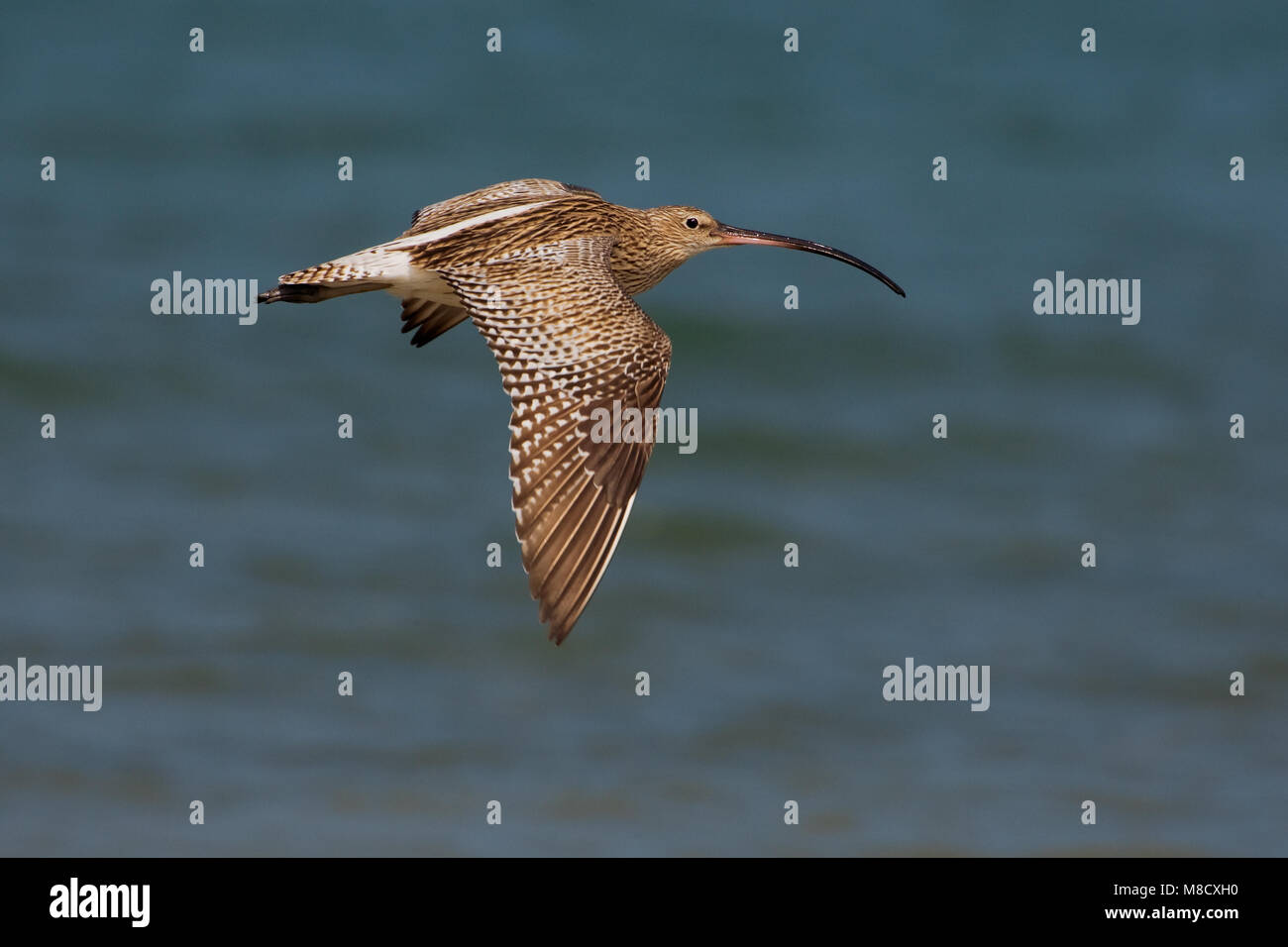 Curlew in flight hi-res stock photography and images - Alamy